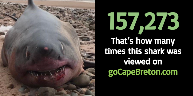 Inverness Shark Has Over 157,00 Views on goCapeBreton.com ...